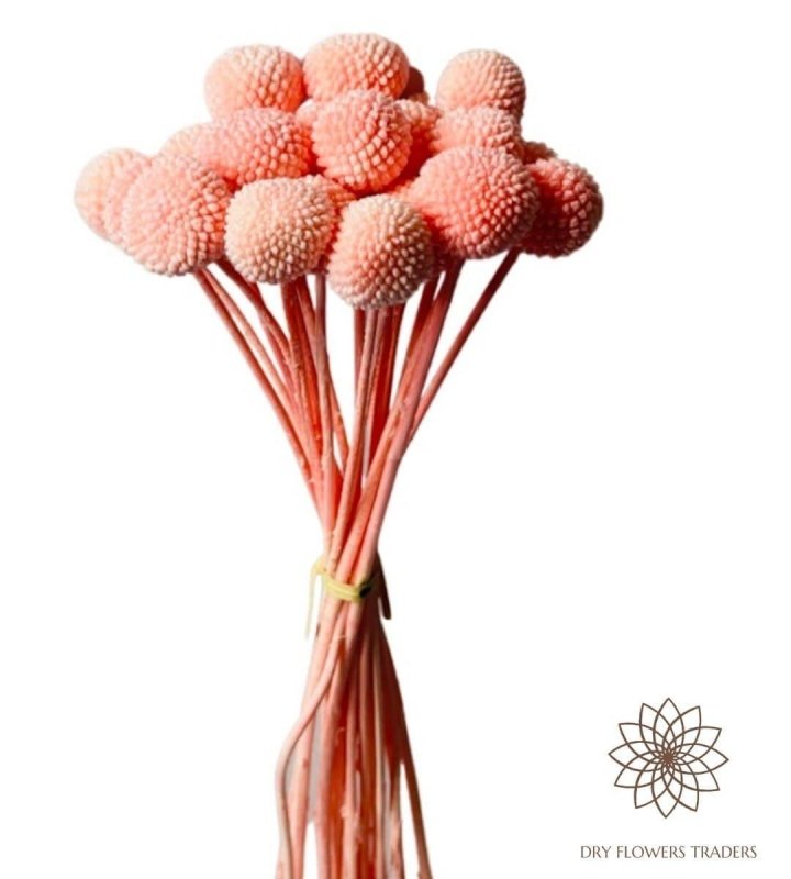 Preserved Billy Button Wholesale Rate | Fast Shipping