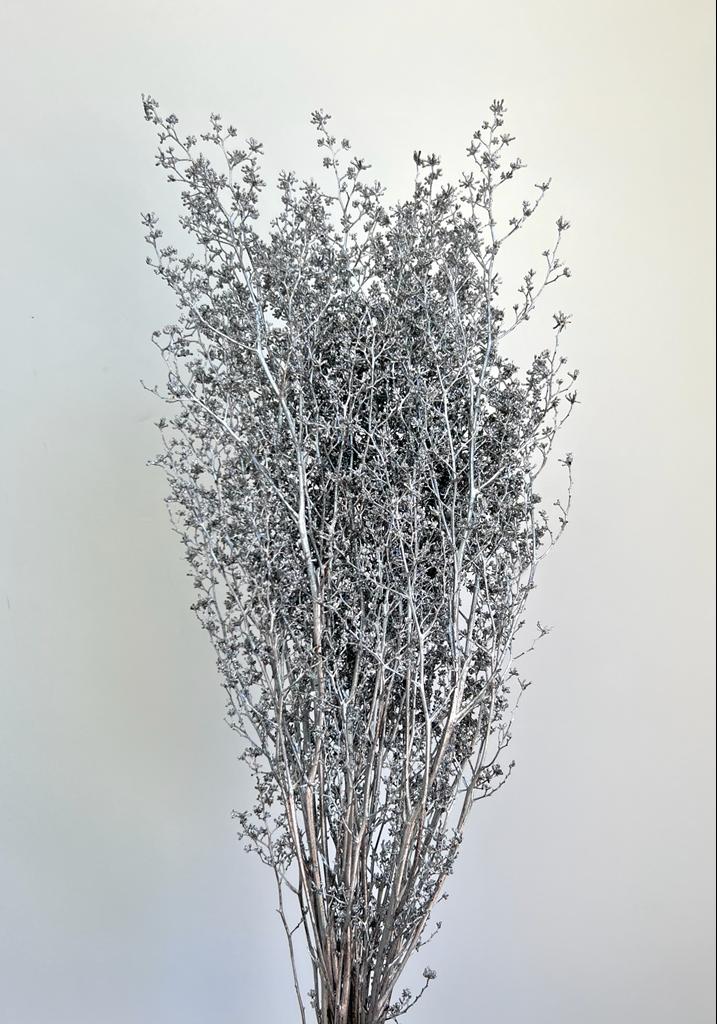 Stirlingia Latifolia - Dry Flowers Traders